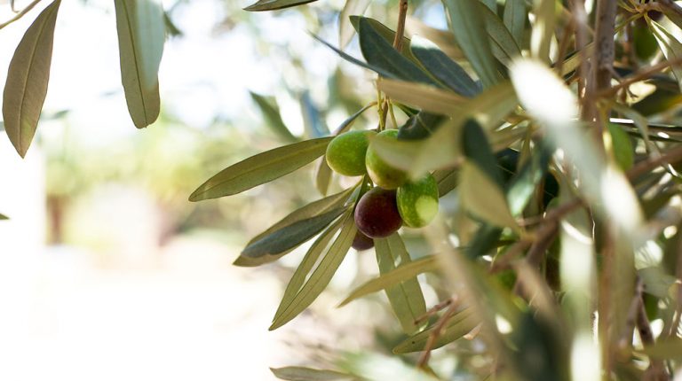 Olive Growing/Farming in South Africa – More Than Food Magazine